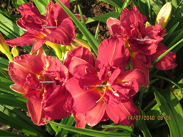 Hermelocallis USA és francia hibridek